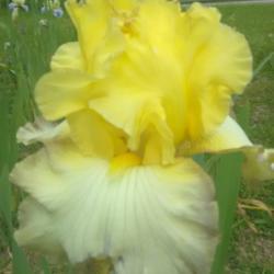 Tall Bearded Iris (Iris 'Autumn Ring') in the Irises Database - Garden.org