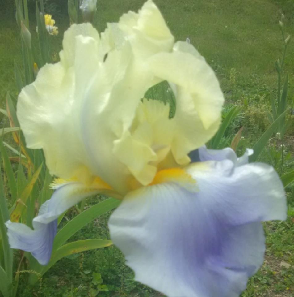Tall Bearded Iris (Iris 'True Believer') in the Irises Database ...