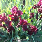 Tall Bearded Iris (Iris 'Rio Rojo') in the Irises Database - Garden.org