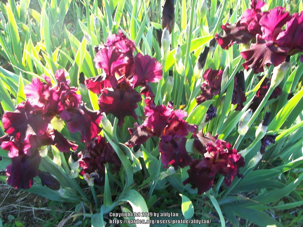 Photo of the entire plant of Tall Bearded Iris (Iris 'Rio Rojo') posted ...