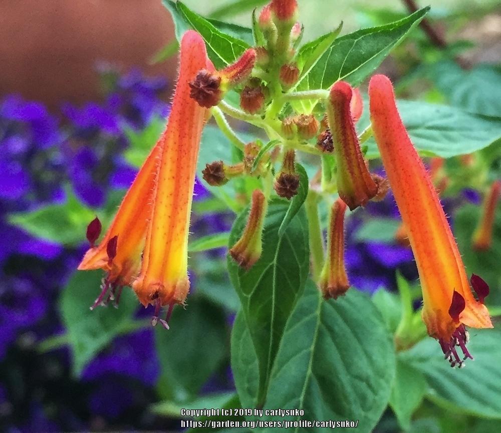 Mexican Heather (Cuphea cyanea 'Strybing Sunset') - Garden.org