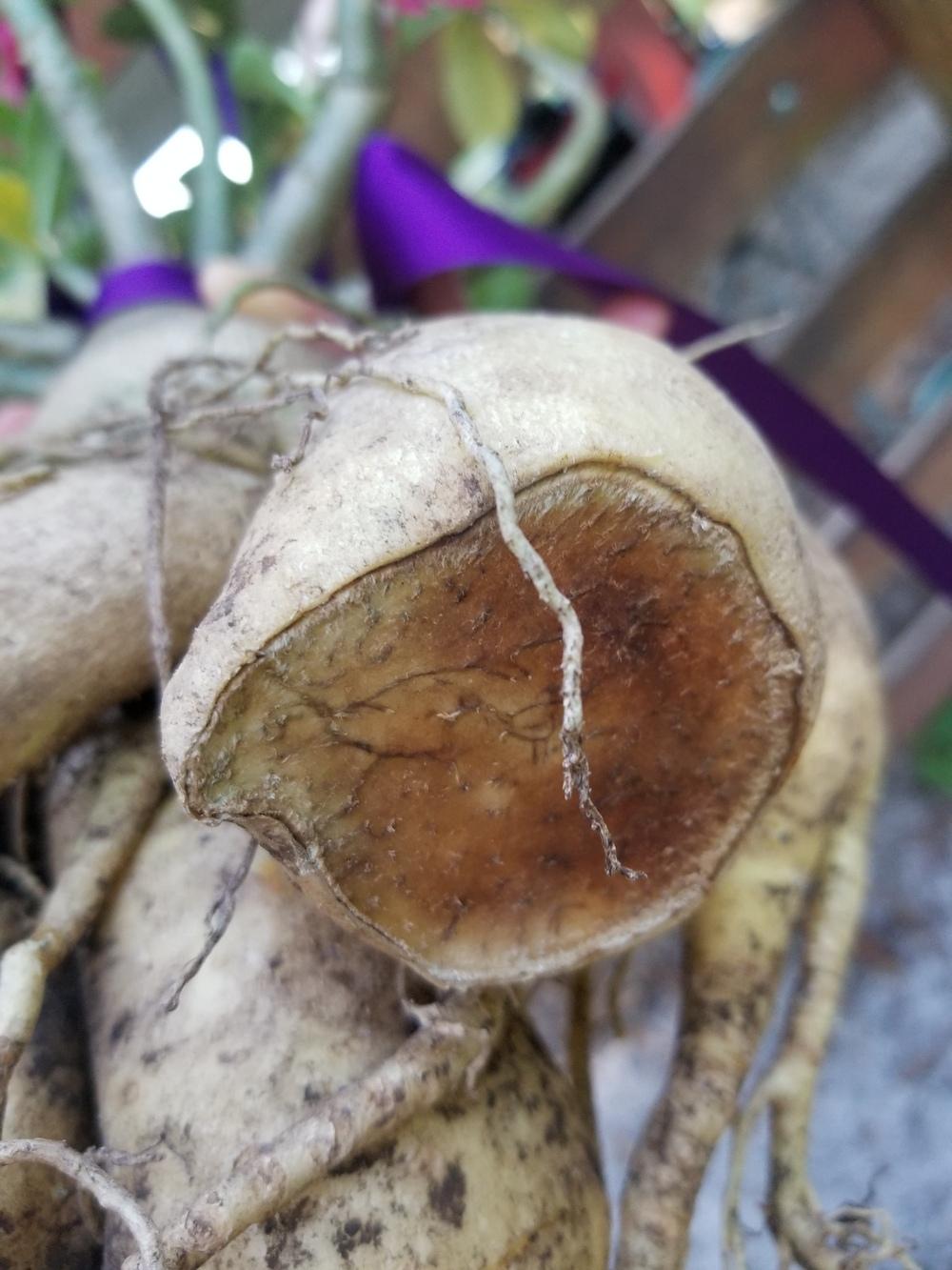 Desert Rose soft roots while drying in the Adeniums forum - Garden.org
