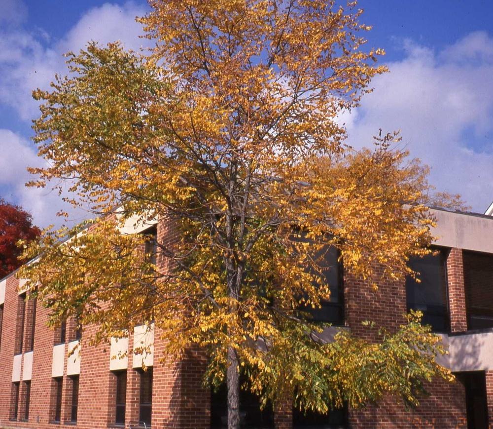 Photo of the fall color of Kentucky Coffeetree (Gymnocladus dioicus ...