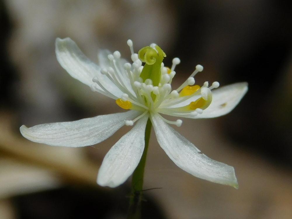 Goldthread (Coptis trifolia) - Garden.org