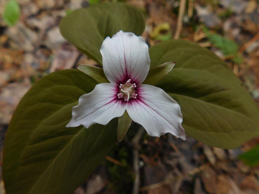 Painted Trillium (Trillium undulatum) in the Trilliums Database ...