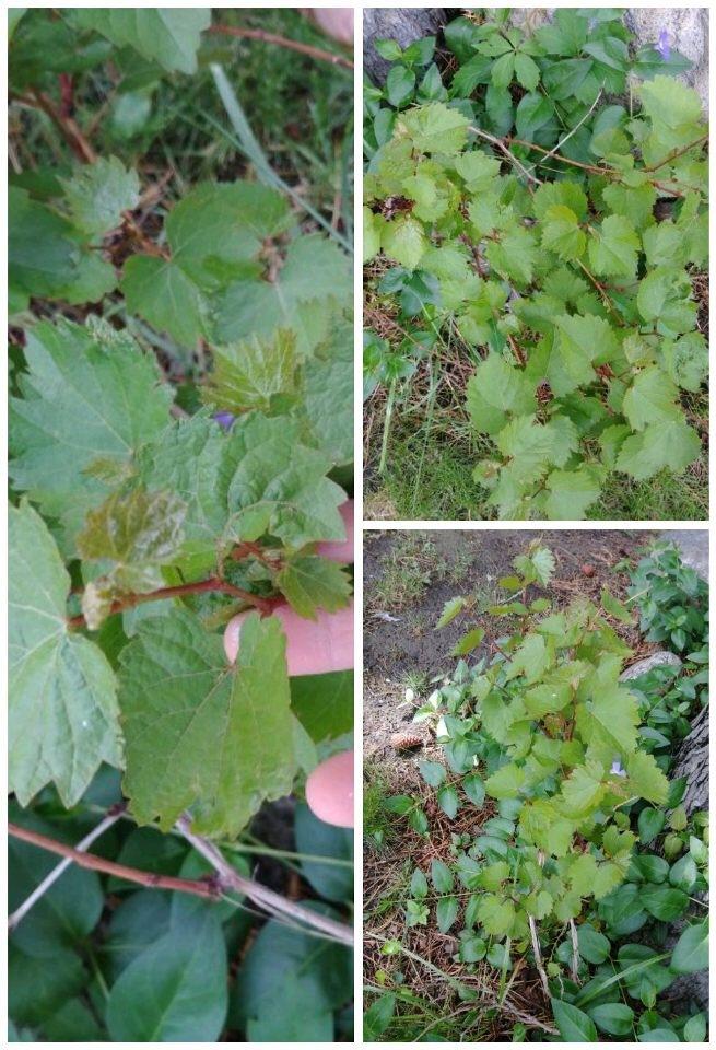 Wild Vine in the Plant ID forum - Garden.org