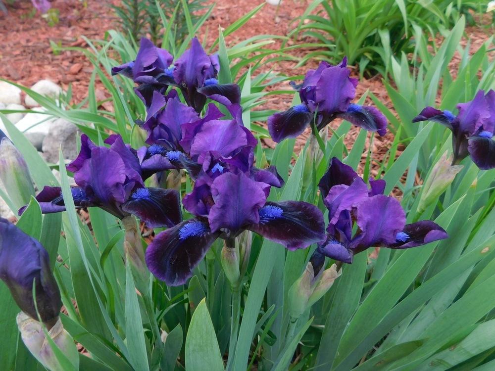 Standard Dwarf Bearded Iris (Iris 'Dark Crystal') in the Irises Database - Garden.org