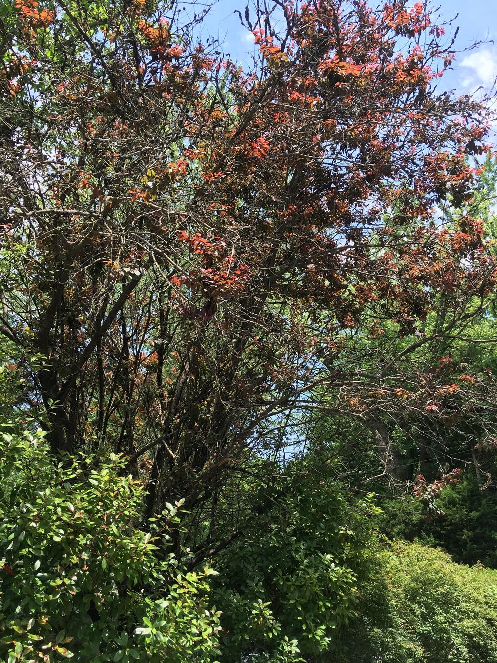 Need help identifying mid atlantic tree in the Plant ID forum - Garden.org