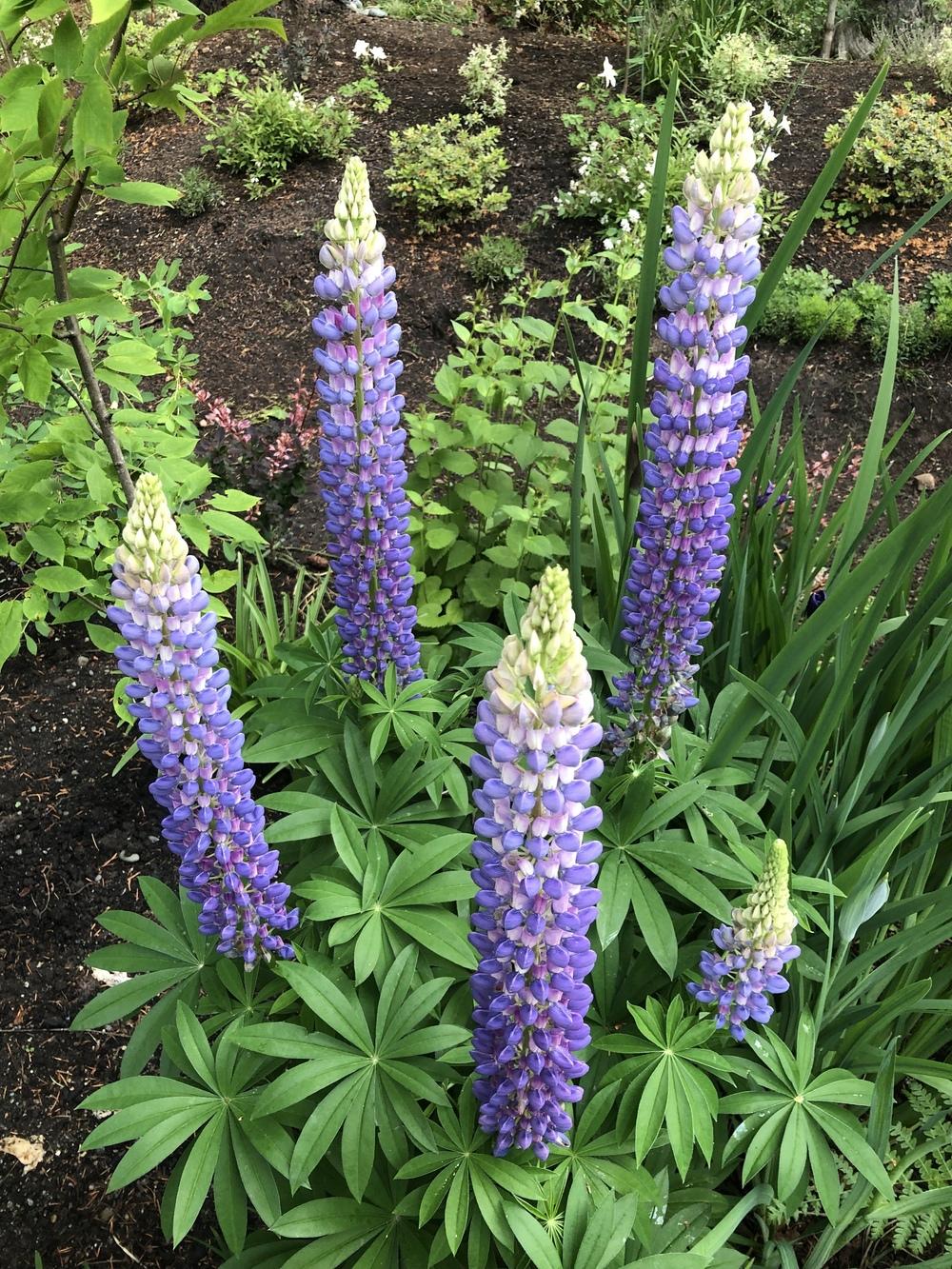 Dwarf Lupine (Lupinus 'Gallery Blue') - Garden.org