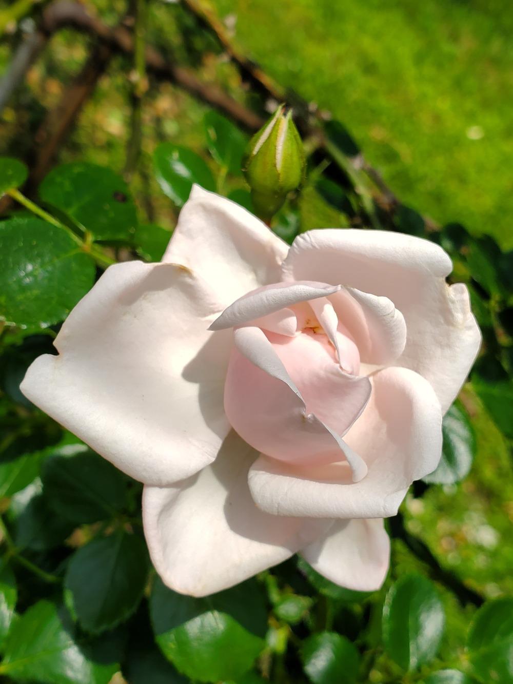 Rosette Disease on a 60+ year old bush... advice in the Roses forum ...