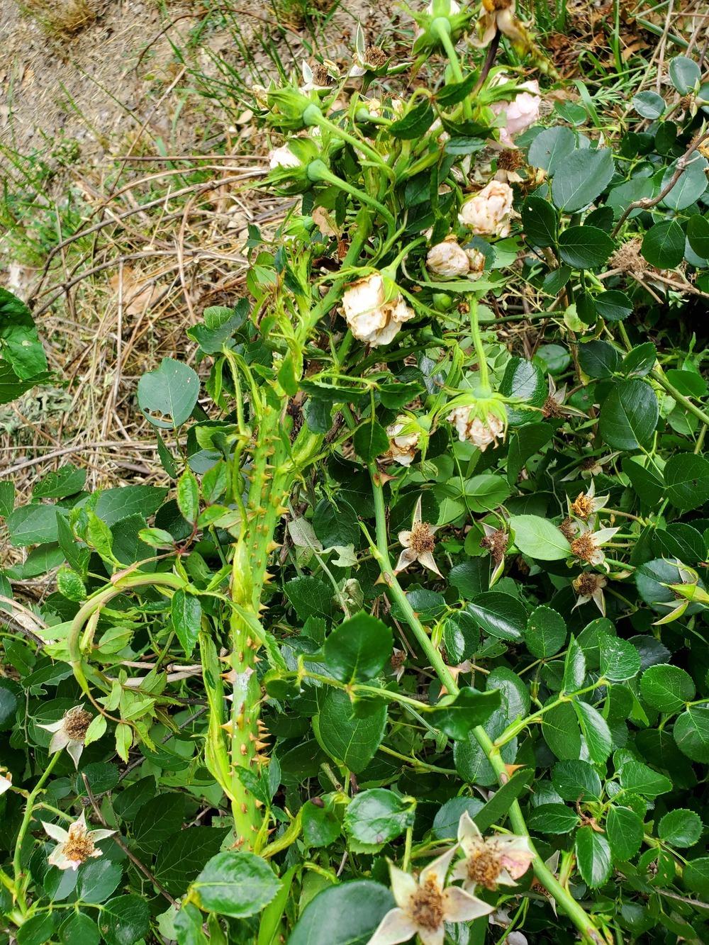 Rosette Disease on a 60+ year old bush... advice in the Roses forum ...