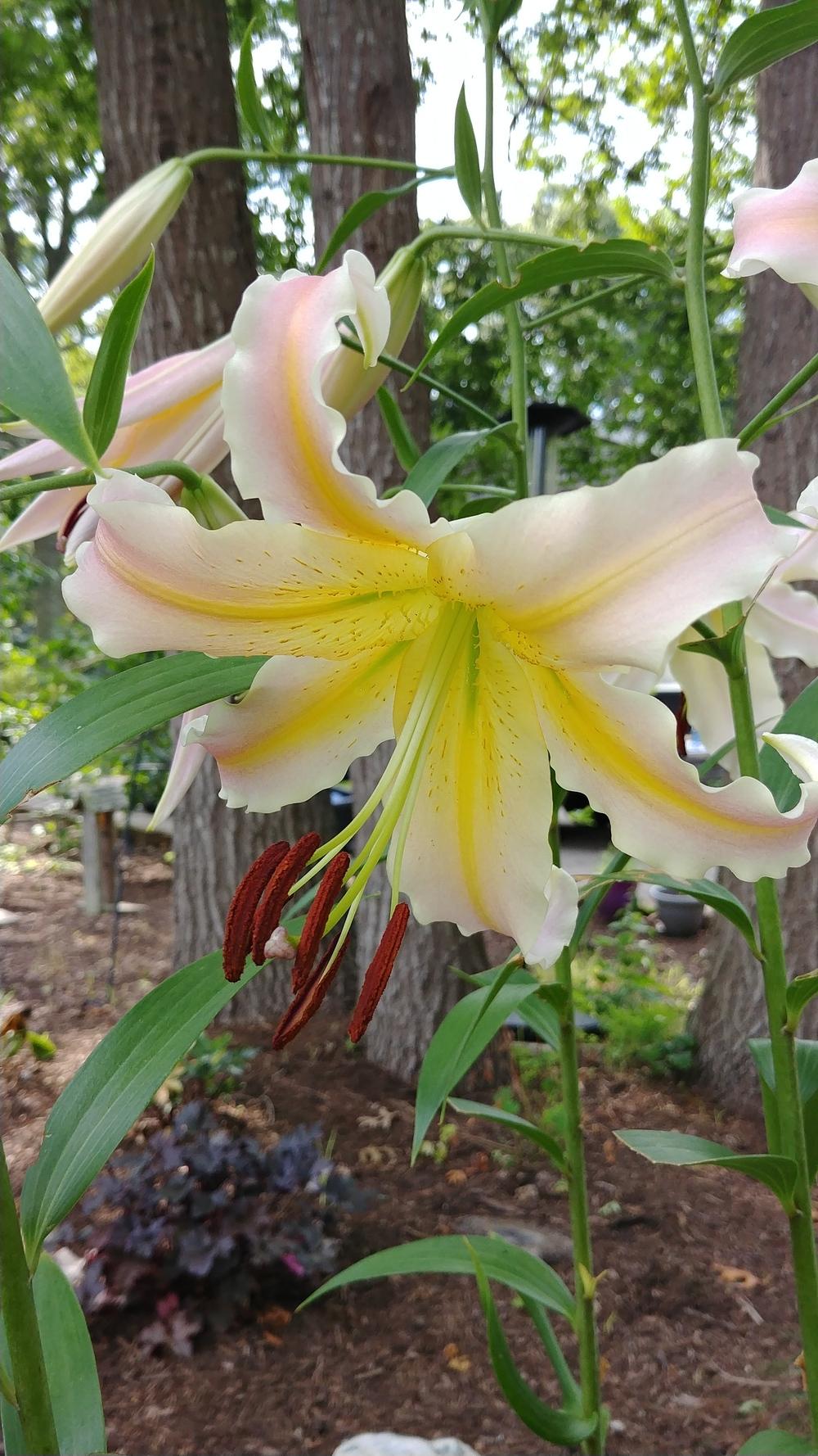 Photo of the bloom of Lily (Lilium 'Elusive') posted by ElyceC - Garden.org