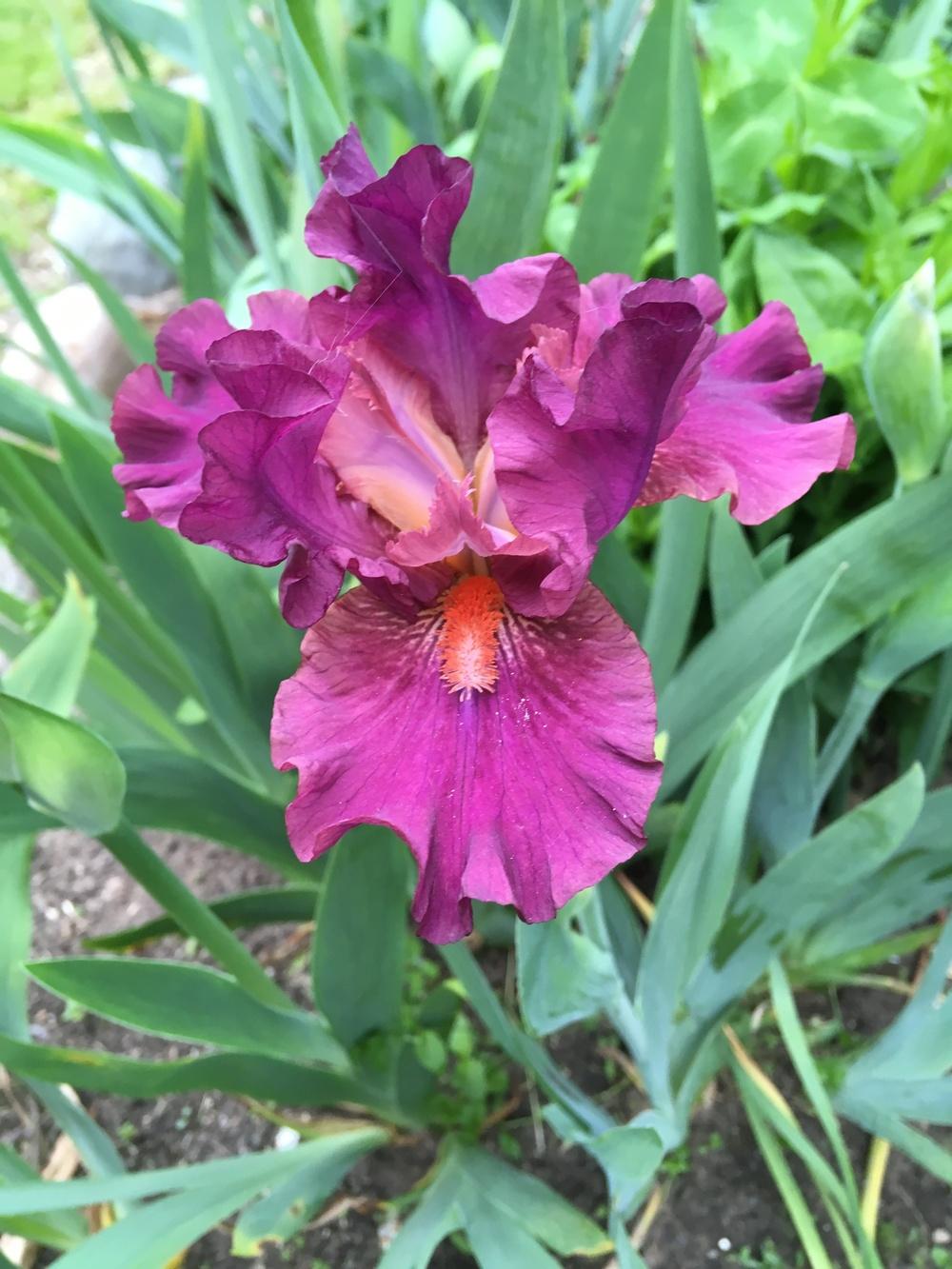 Photo of the bloom of Intermediate Bearded Iris (Iris 'Revved Up Rose ...