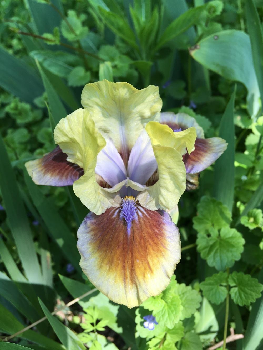 Photo of the bloom of Standard Dwarf Bearded Iris (Iris 'Rainbow Rim') posted by Lbsmitty ...