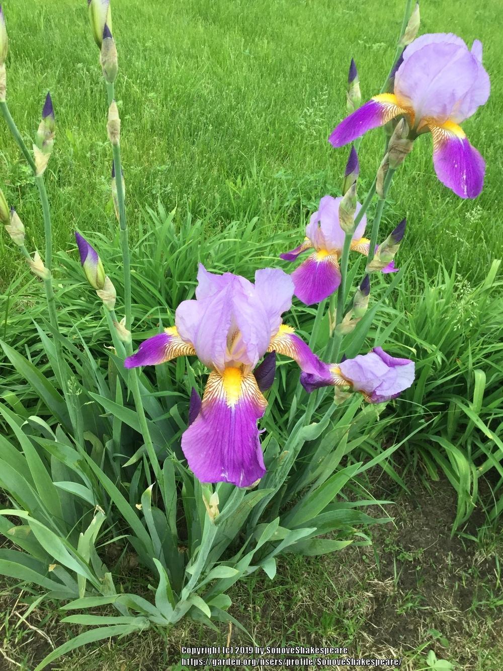 Photo of the entire plant of Tall Bearded Iris (Iris 'Alcazar') posted ...