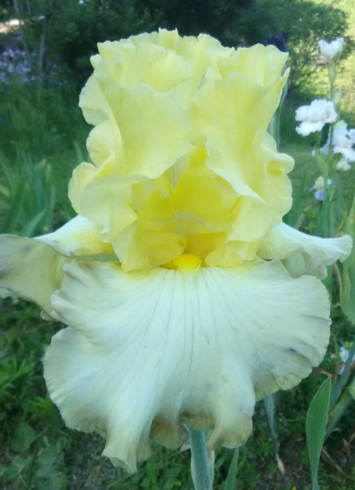 Photo of the bloom of Tall Bearded Iris (Iris 'Autumn Ring') posted by ...