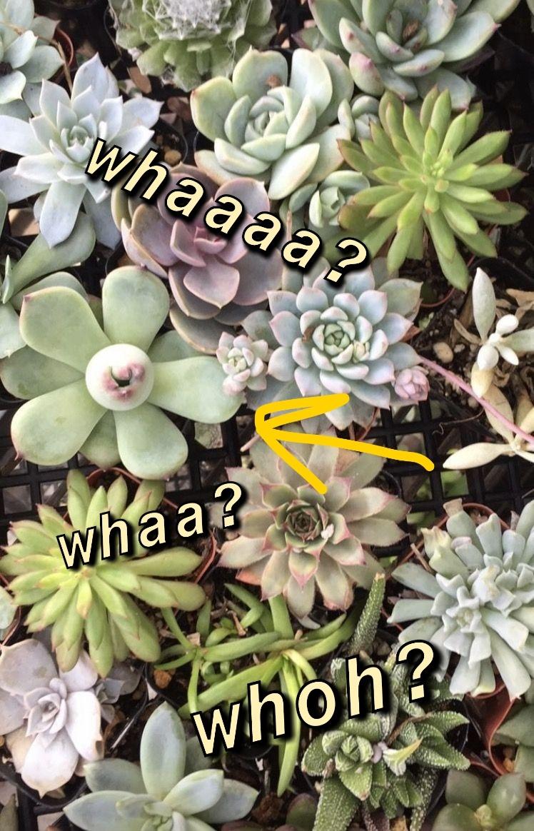 Mutant? Help?? in the Cactus and Succulents forum - Garden.org