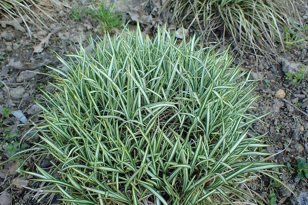 Variegated Birdsfoot Sedge (Carex ornithopoda 'Variegata') in the ...