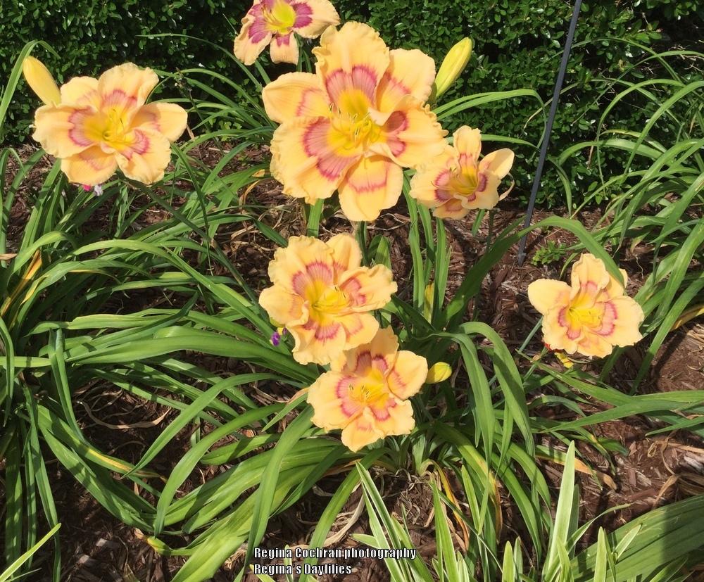 Daylily (Hemerocallis 'Electric Kaleidoscope') in the Daylilies Database - Garden.org