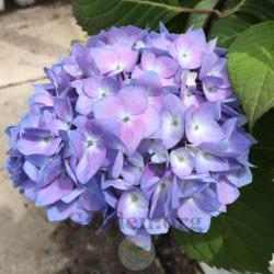Hydrangea (Hydrangea macrophylla Blue Enchantress®) in the Hydrangeas ...