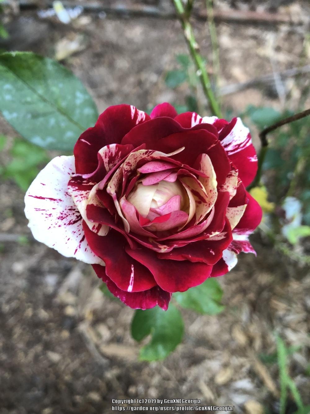 Photo of the bloom of Rose (Rosa 'George Burns') posted by ...