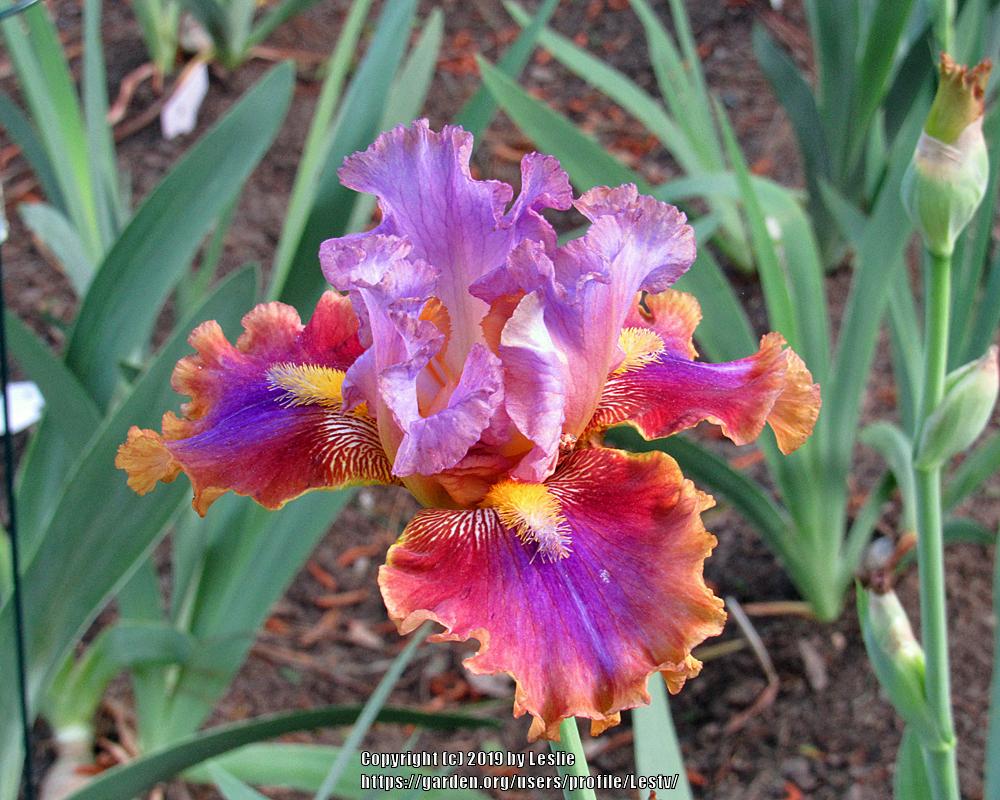 Tall Bearded Iris (Iris 'Decked Out') in the Irises Database - Garden.org