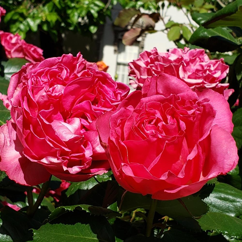 Rose identification: Rouge Royale? in the Roses forum - Garden.org