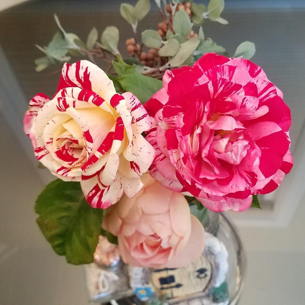 Rose (Rosa 'Peppermint Swirl') in the Roses Database - Garden.org