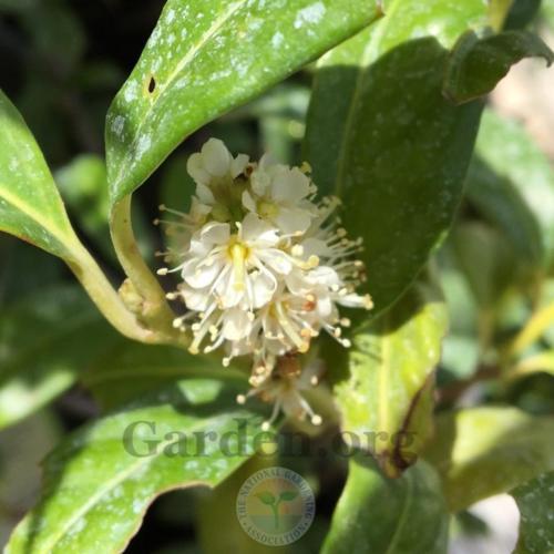 Cherry Laurel (Prunus laurocerasus 'Chestnut Hill') - Garden.org