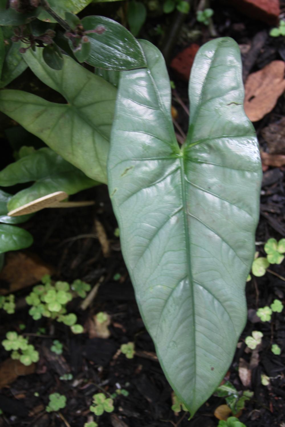Photo of the leaves of Dwarf Elephant Ear (Alocasia heterophylla ...