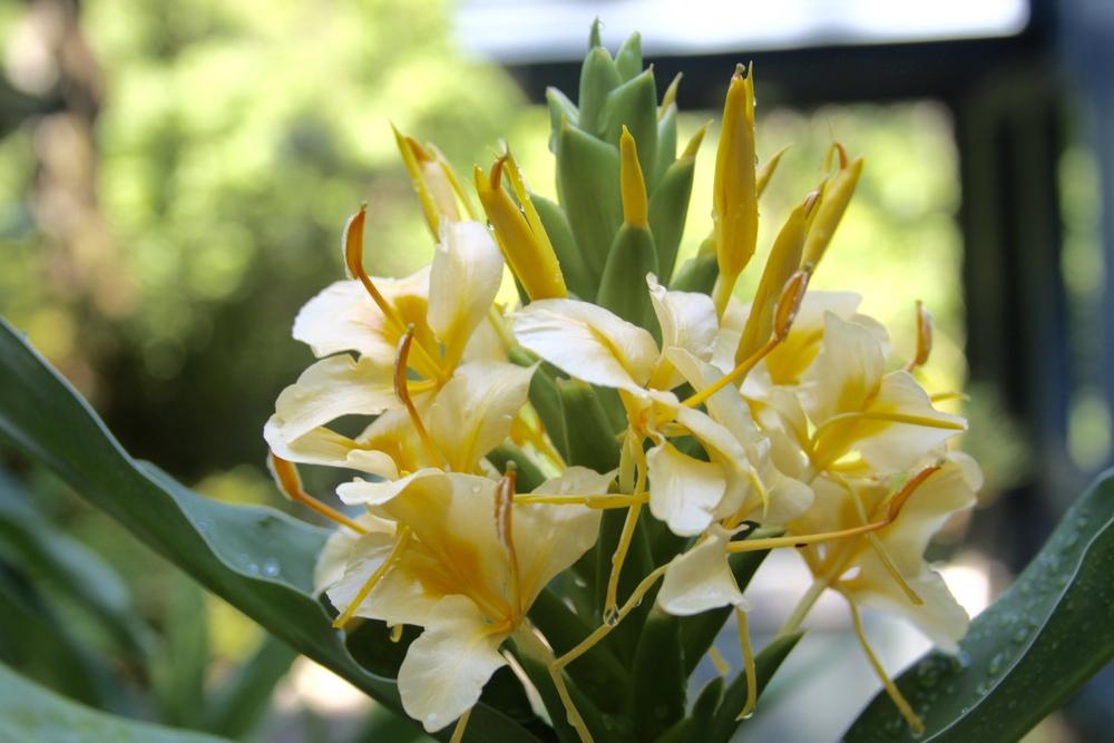 NEW GINGER BLOOM THREAD Ginger blooms for 2019 season show yours in the ...