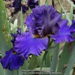 Tall Bearded Iris (Iris 'Nostalgic Memory') in the Irises Database ...