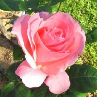 Photo of the bloom of Rose (Rosa 'Queen Elizabeth') posted by TBGDN ...