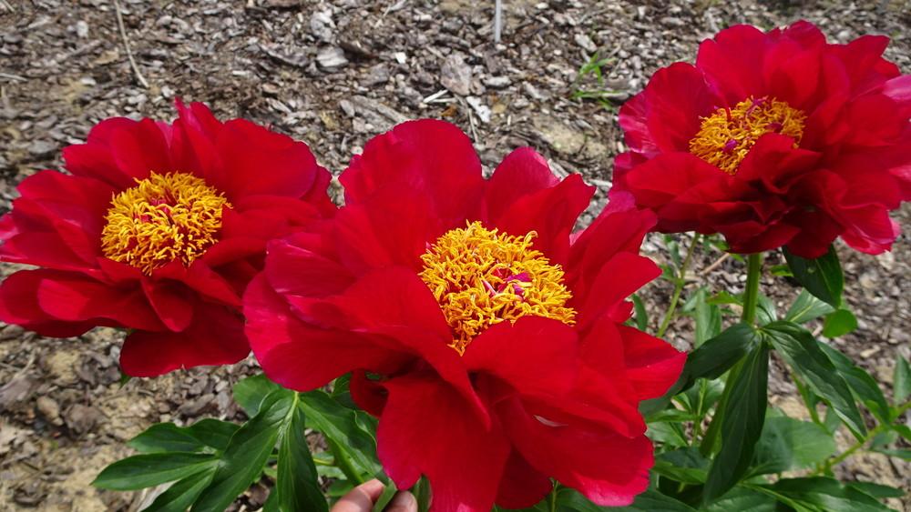 Peony (Paeonia 'Red Red Rose') in the Peonies Database - Garden.org
