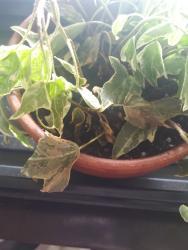 Mini Adam Ivy Having a Hard Time, anyone able to give some advice? in ...