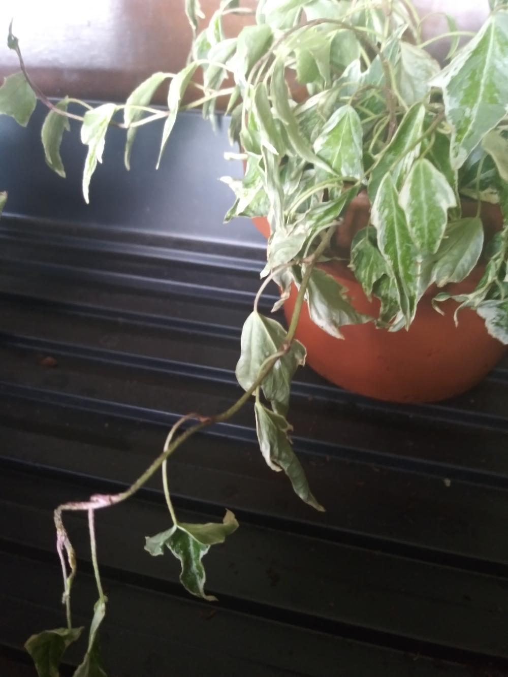 Mini Adam Ivy Having a Hard Time, anyone able to give some advice? in ...