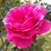 Rose (Rosa 'Miranda Lambert') in the Roses Database - Garden.org