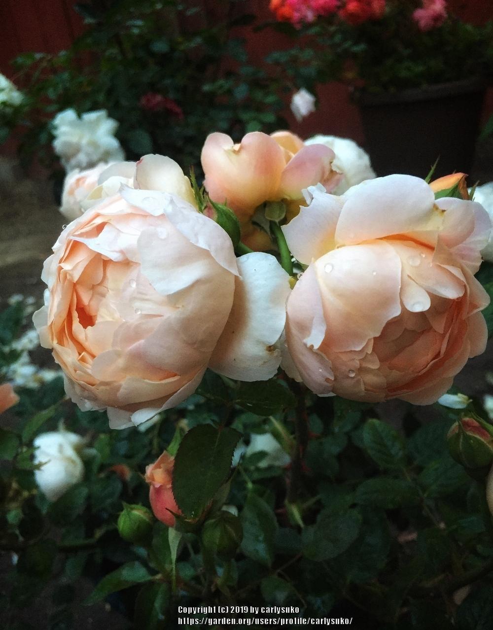 Photo of the bloom of Rose (Rosa 'Ambridge Rose') posted by carlysuko ...