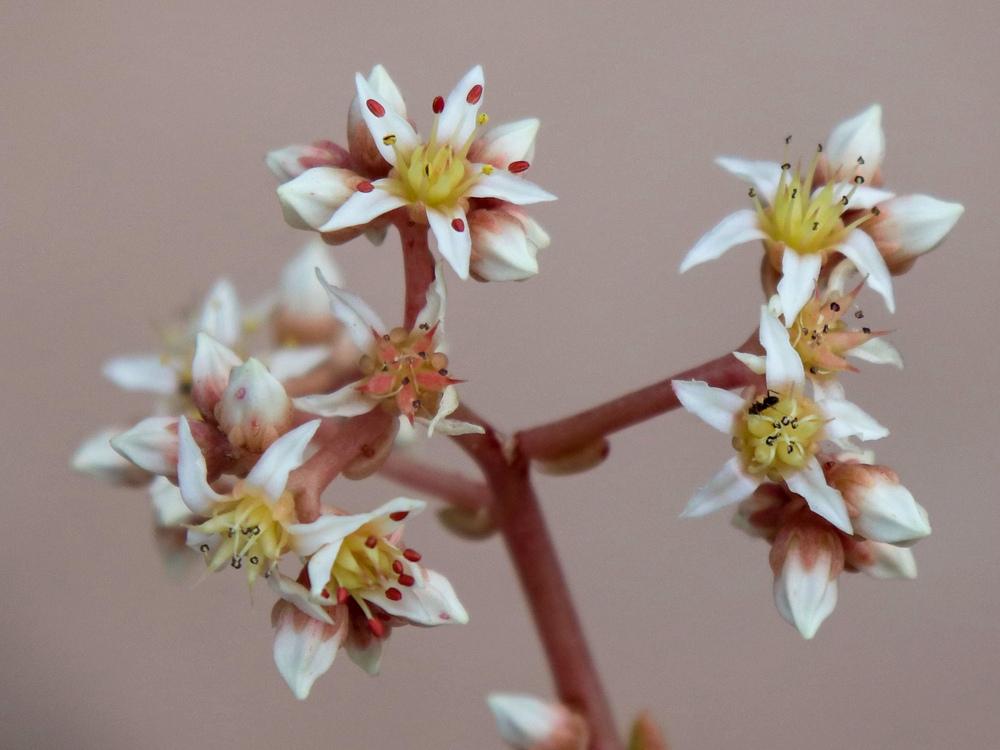 Lady-Fingers (Dudleya edulis) in the Dudleyas Database - Garden.org