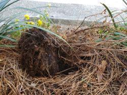 Encore Azaleas dead in late Spring in the Ask a Question forum - Garden.org