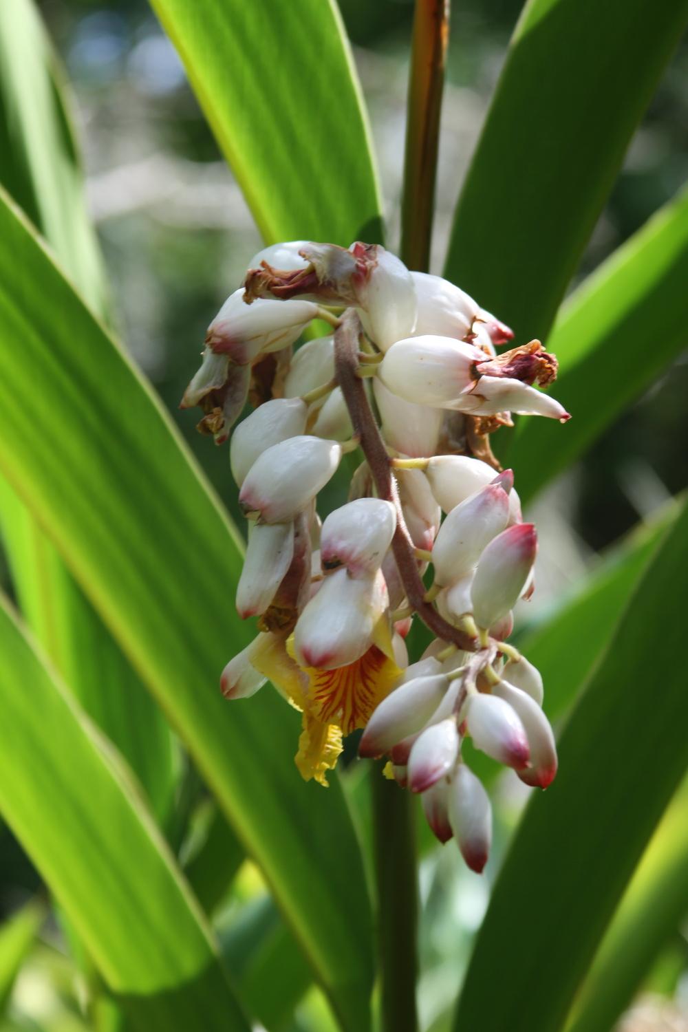 NEW GINGER BLOOM THREAD Ginger blooms for 2019 season show yours in the ...
