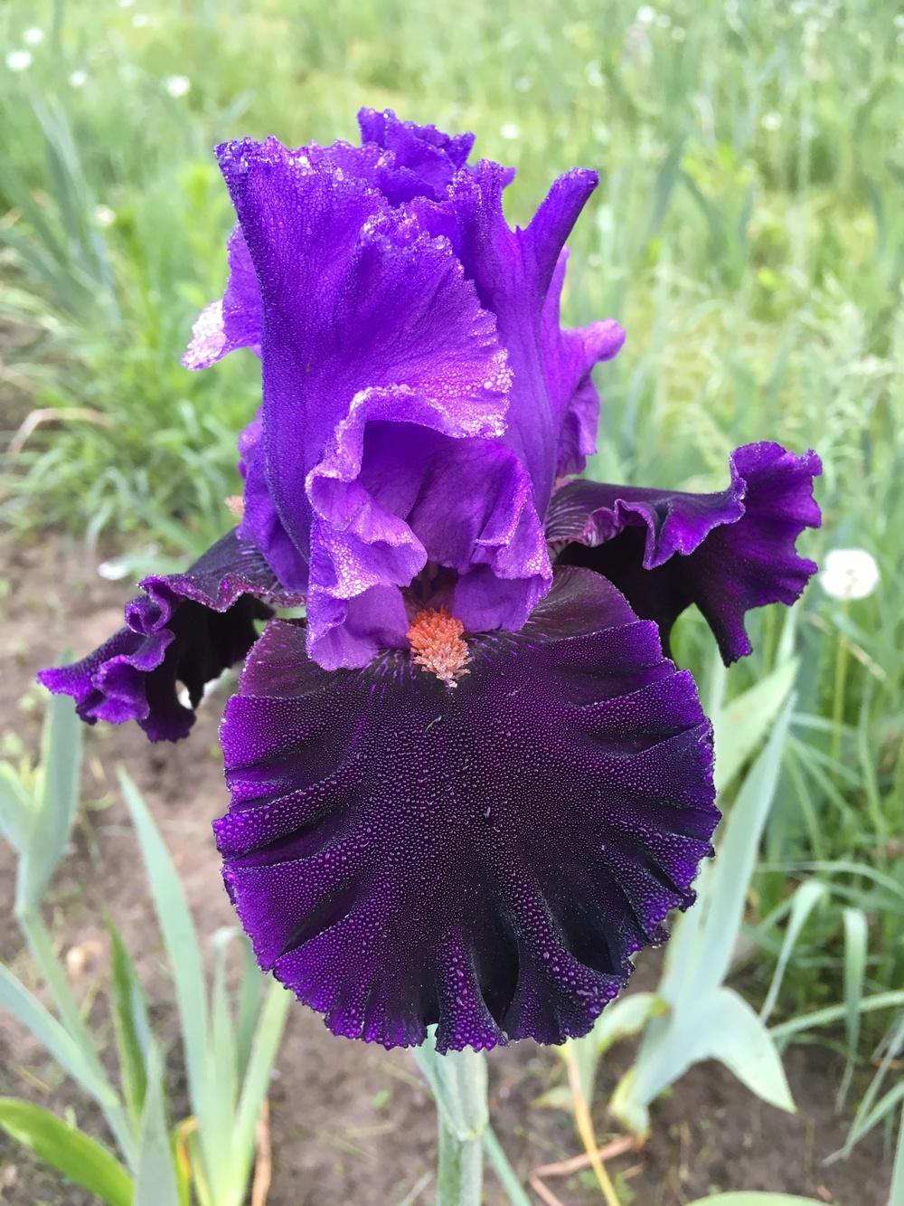 Tall Bearded Iris (Iris 'Midnight Toccata') in the Irises Database ...