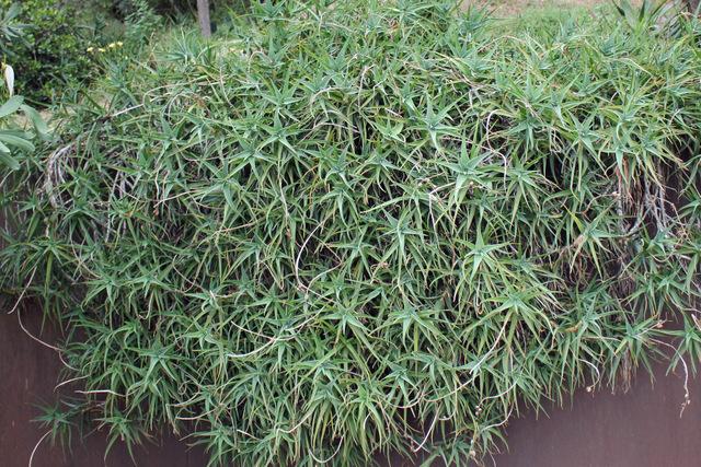 Fence Aloe (Aloiampelos tenuior) in the Aloes Database - Garden.org