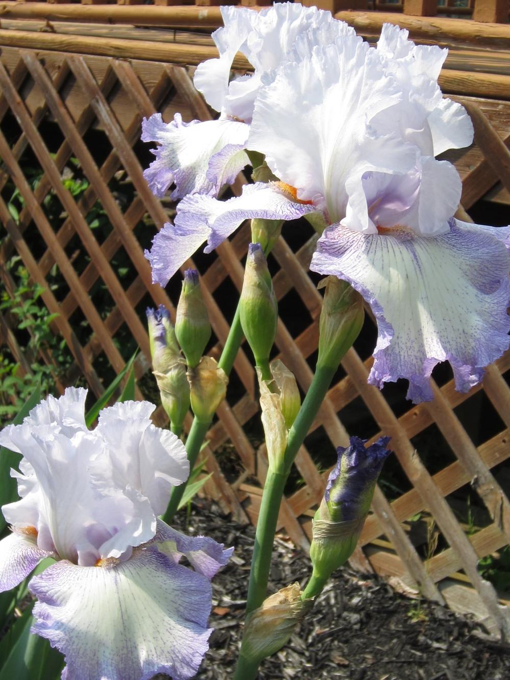 Tall Bearded Iris Identification in the Irises forum - Garden.org