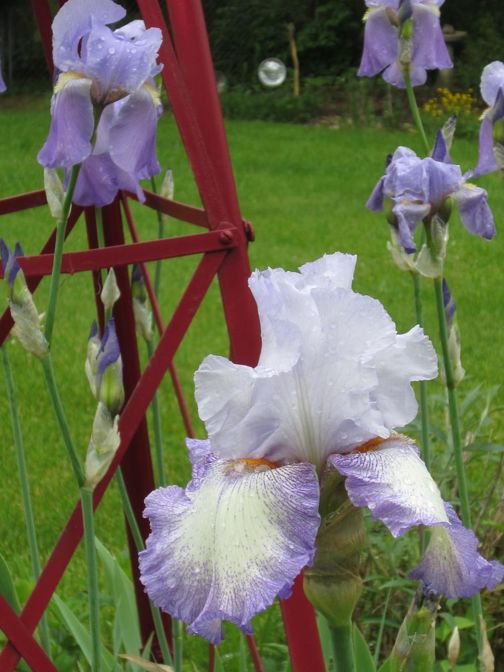 Tall Bearded Iris Identification in the Irises forum - Garden.org
