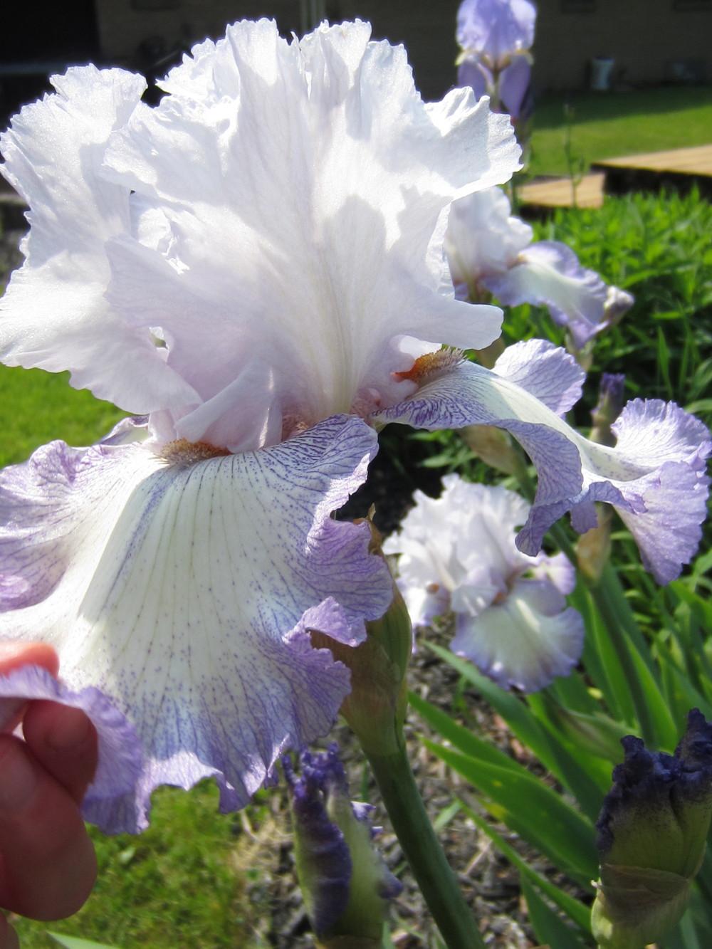 Tall Bearded Iris Identification in the Irises forum - Garden.org