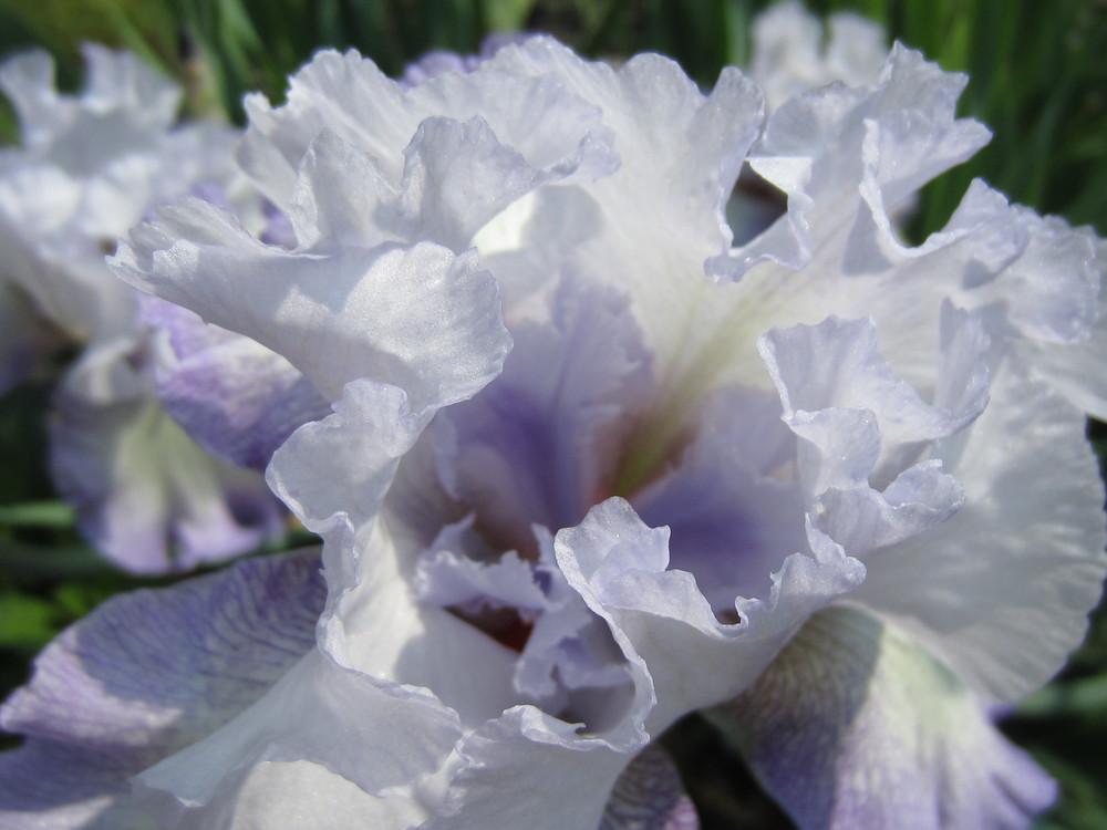 Tall Bearded Iris Identification in the Irises forum - Garden.org