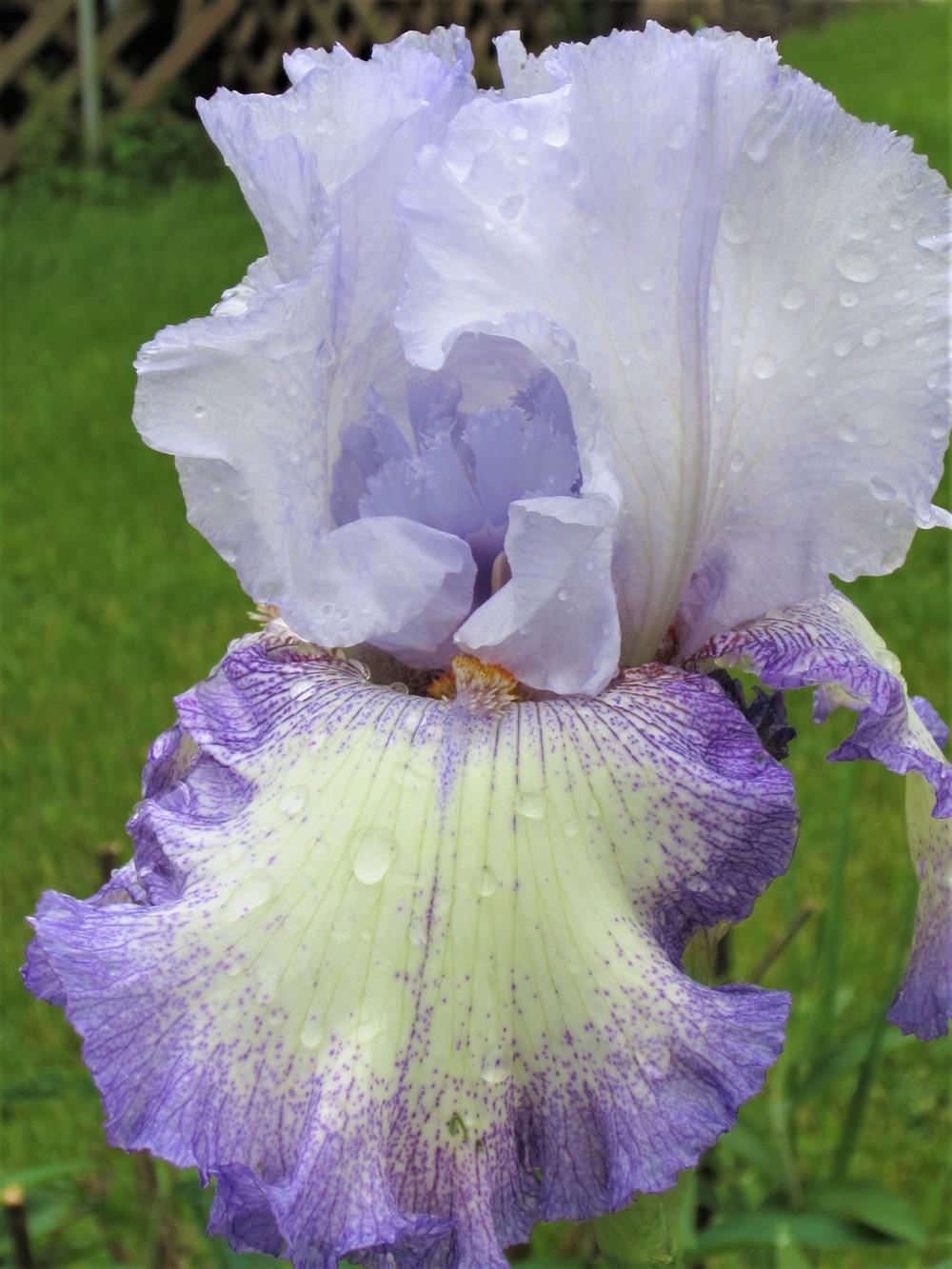 Tall Bearded Iris Identification in the Irises forum - Garden.org