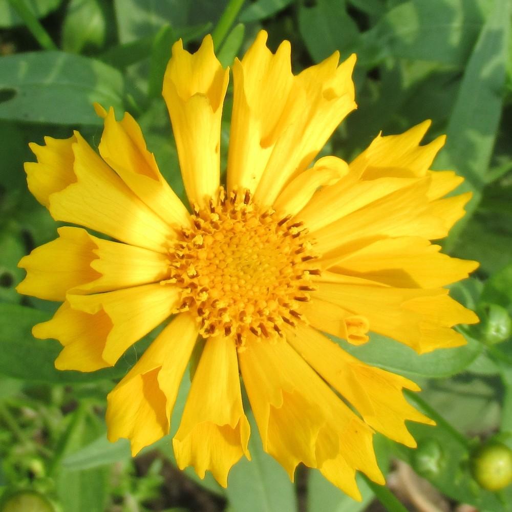 Tickseeds: Plant Care and Collection of Varieties - Garden.org