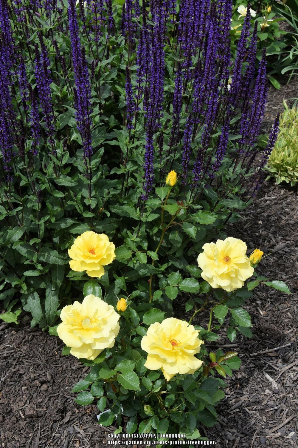 Rose (Rosa 'Sunburst') in the Roses Database - Garden.org